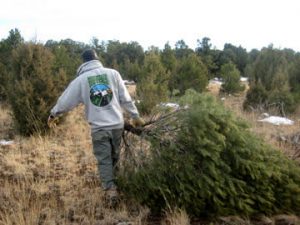 Cut your own Christmas tree in Colorado's lovely forests - UCHealth Today