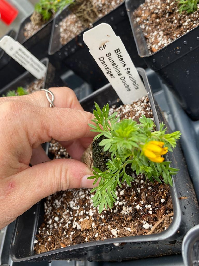 Preparing your garden for spring in Colorado - UCHealth Today