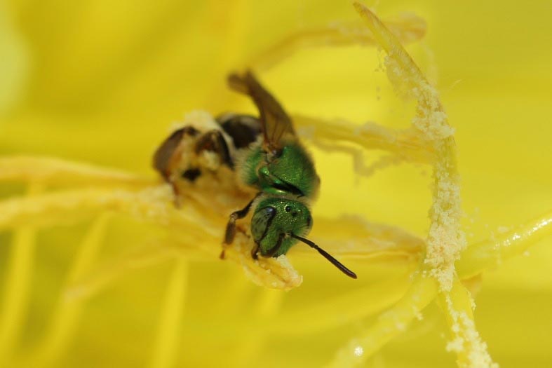 How to start beekeeping. Understanding bees, wasps - UCHealth Today
