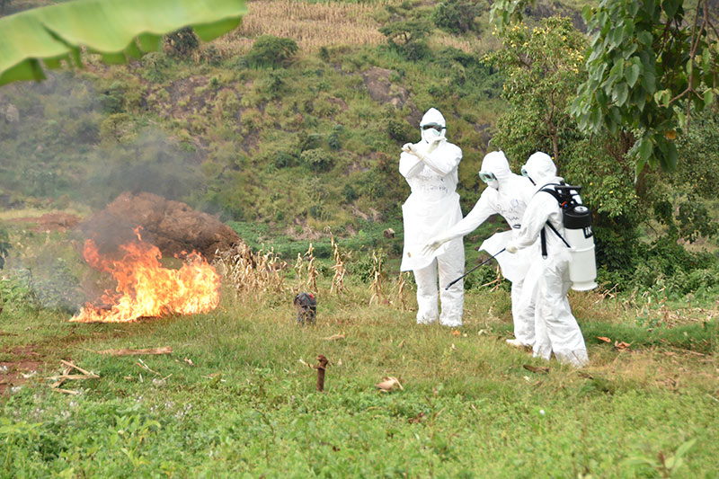 Marburg virus: Facts about the disease and outbreaks - UCHealth Today