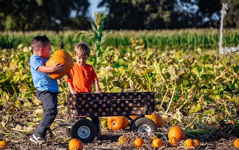 Find a pick-your-own pumpkin patch in Colorado - UCHealth Today