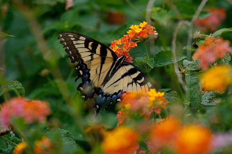 How long is butterfly season in Colorado? Observe. - UCHealth Today
