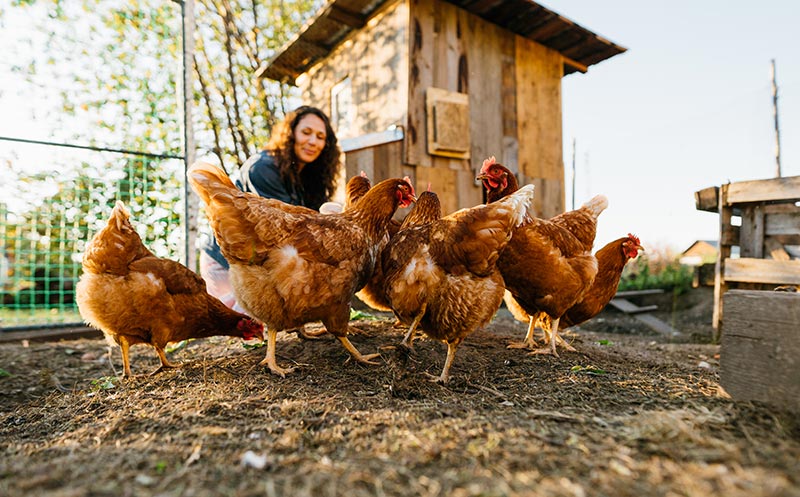 Human Diseases From Chickens
